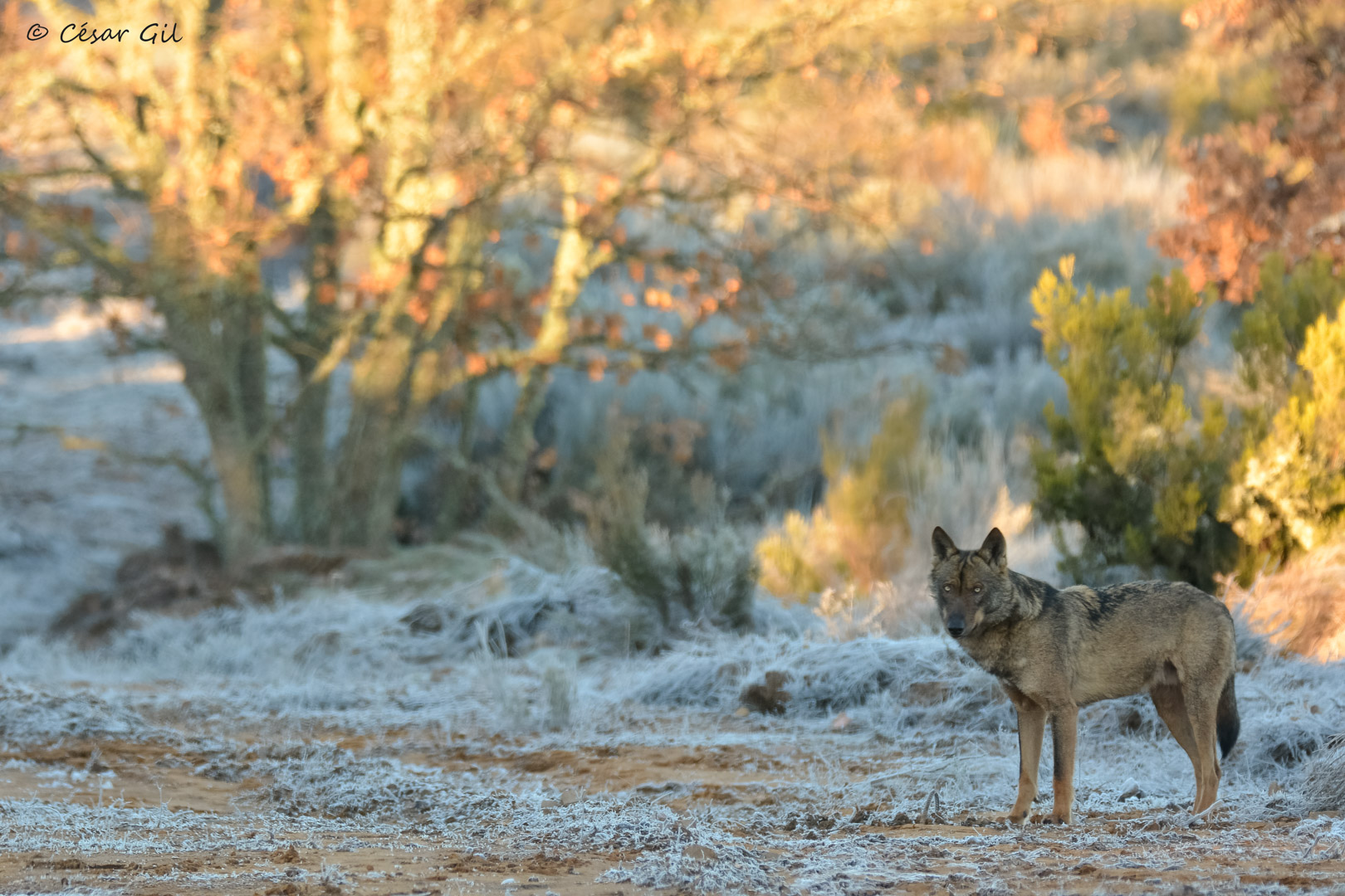 El día que un lobo y yo nos miramos a los ojos - CÉSAR GIL
